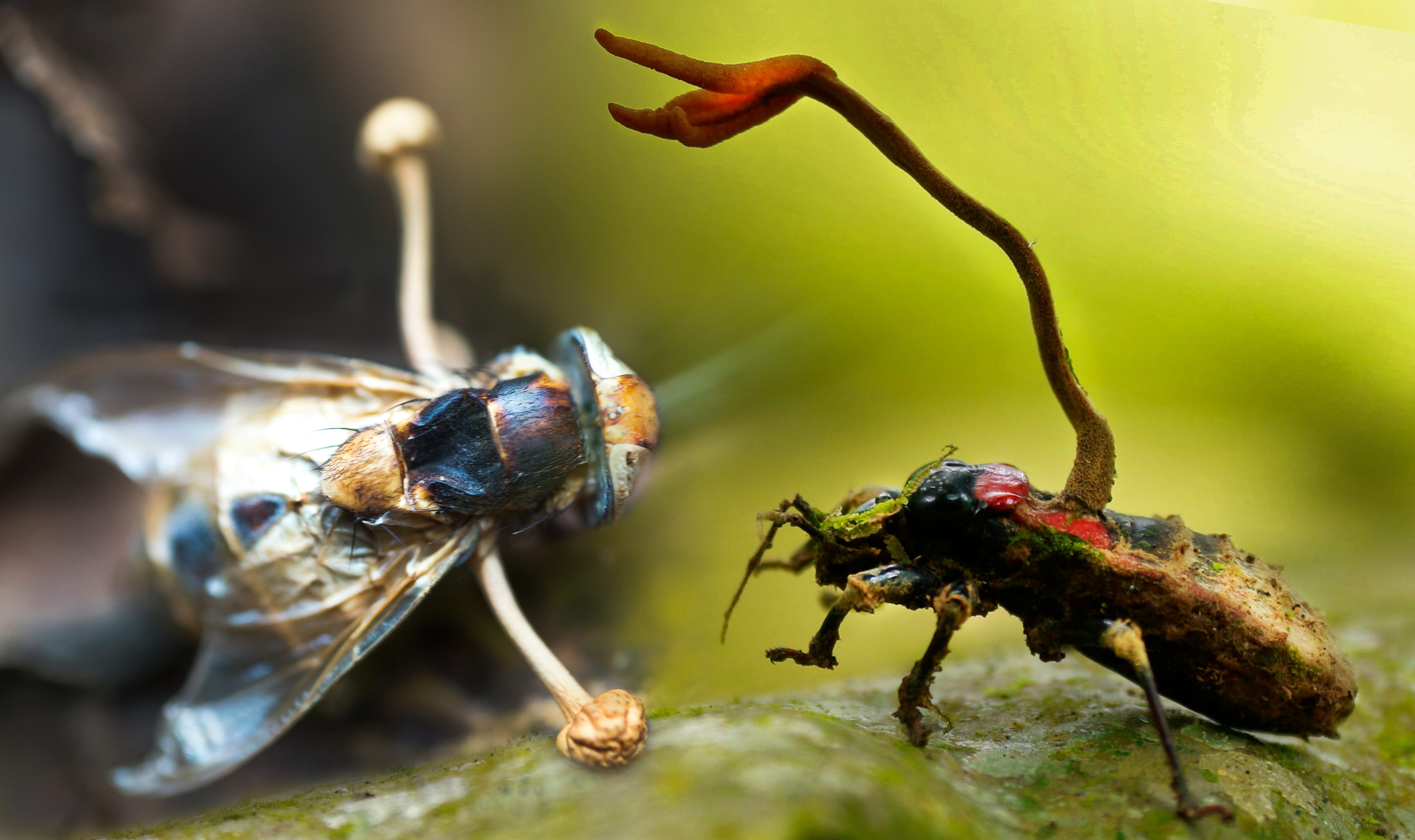 Il caso degli insetti zombie, controllati mentalmente da funghi parassiti